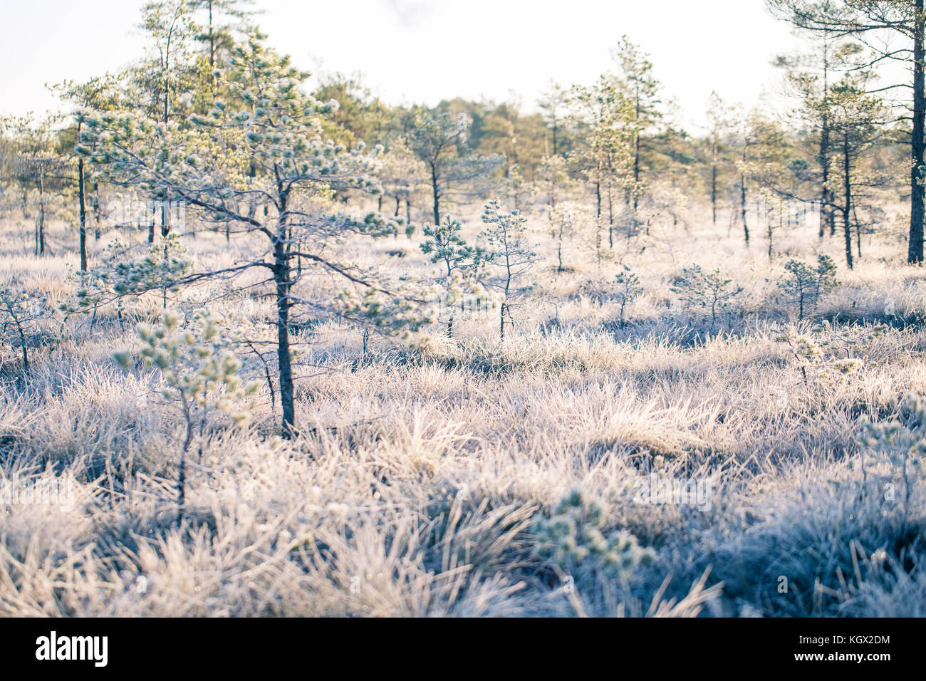 A beautiful morning landscape in a frozen swamp. Bright, colorful ...