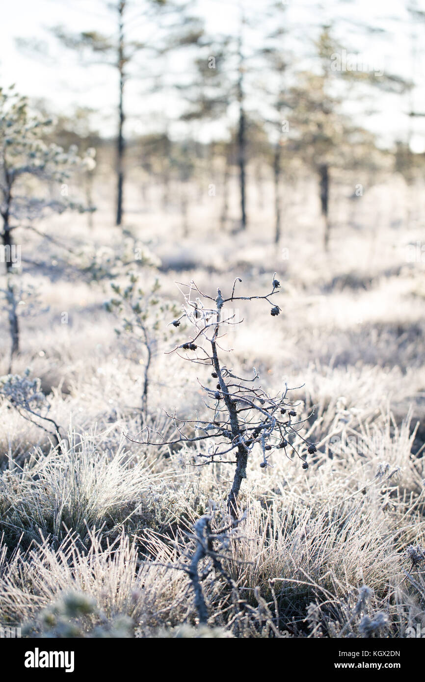 A beautiful morning landscape in a frozen swamp. Bright, colorful ...