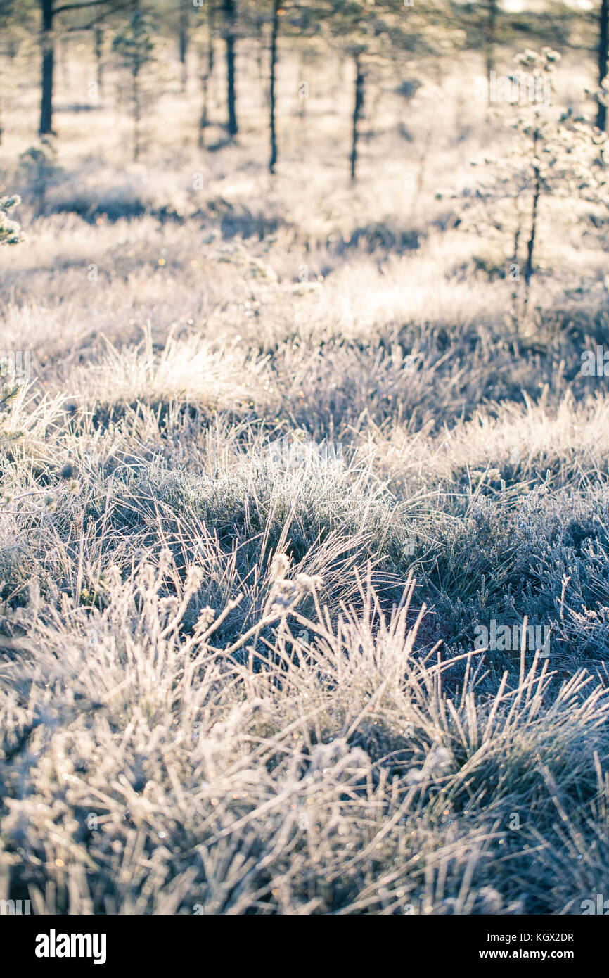 A beautiful morning landscape in a frozen swamp. Bright, colorful ...