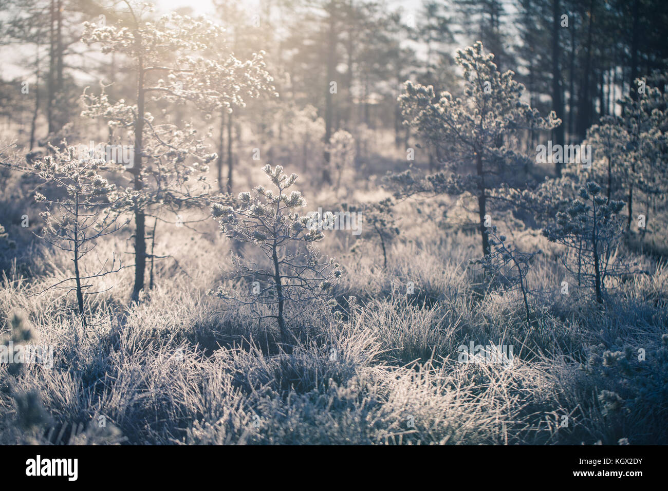 A beautiful morning landscape in a frozen swamp. Bright, colorful ...