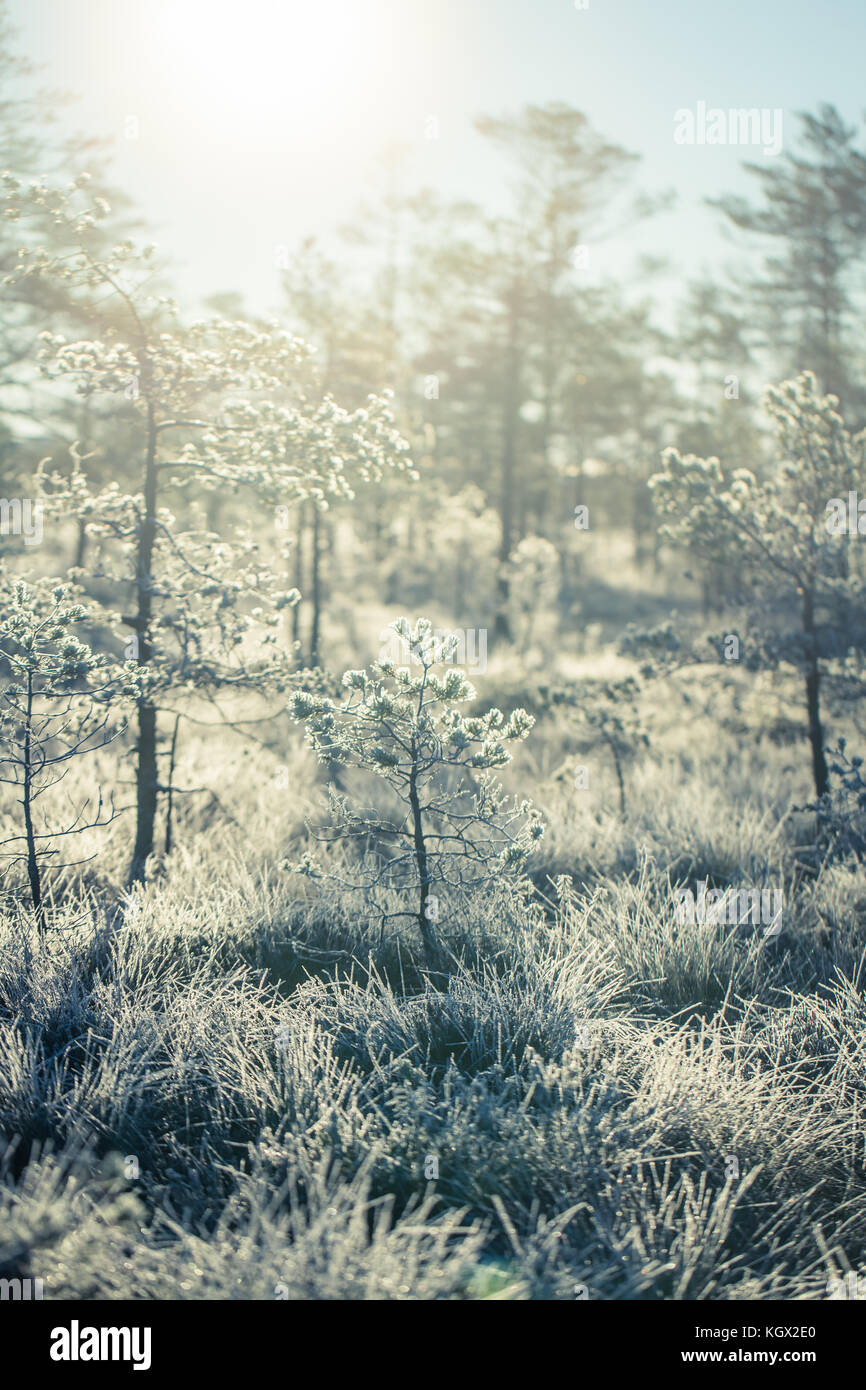 A beautiful morning landscape in a frozen swamp. Bright, colorful ...
