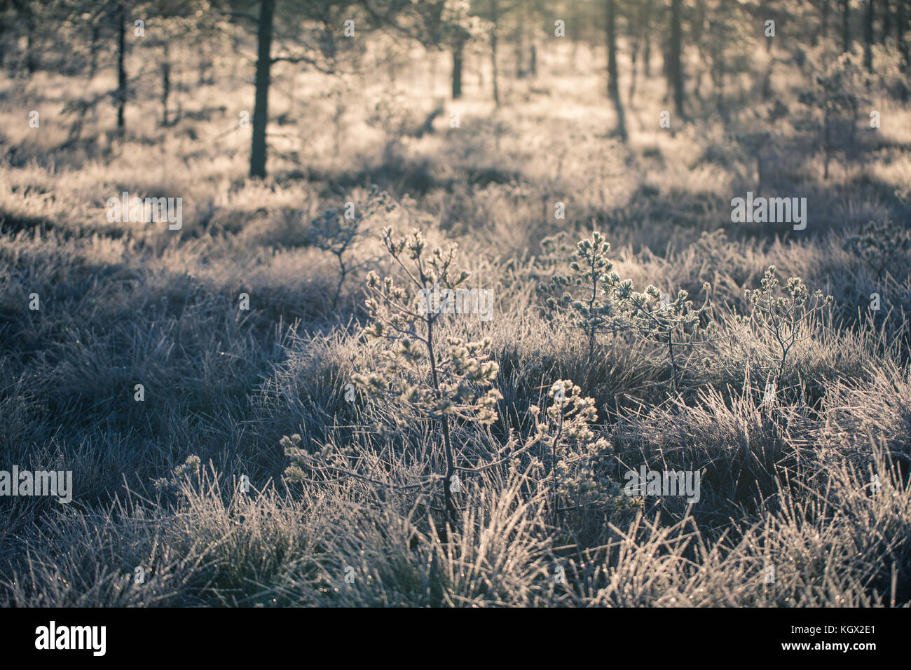 A beautiful morning landscape in a frozen swamp. Bright, colorful ...