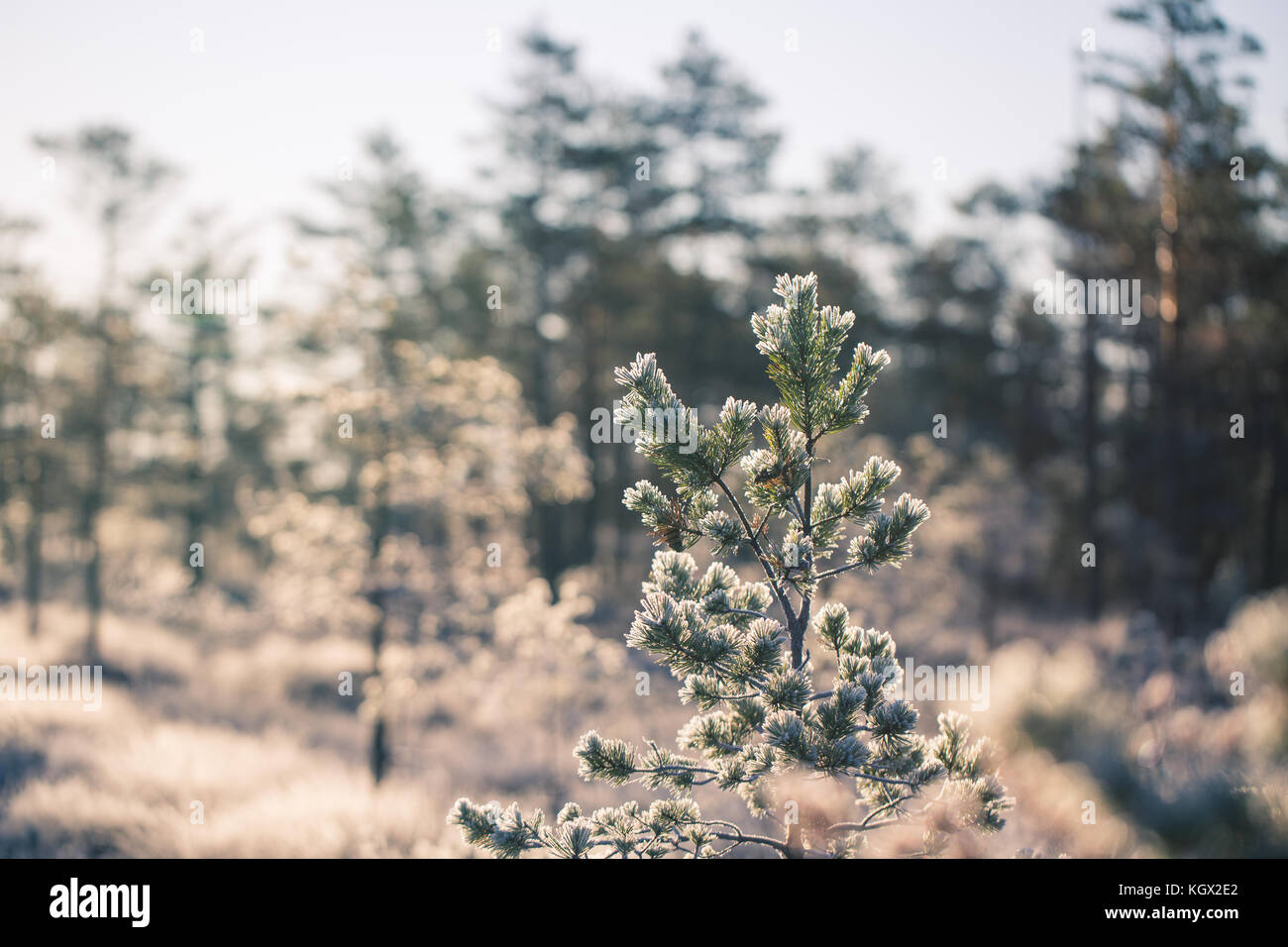 A beautiful morning landscape in a frozen swamp. Bright, colorful ...