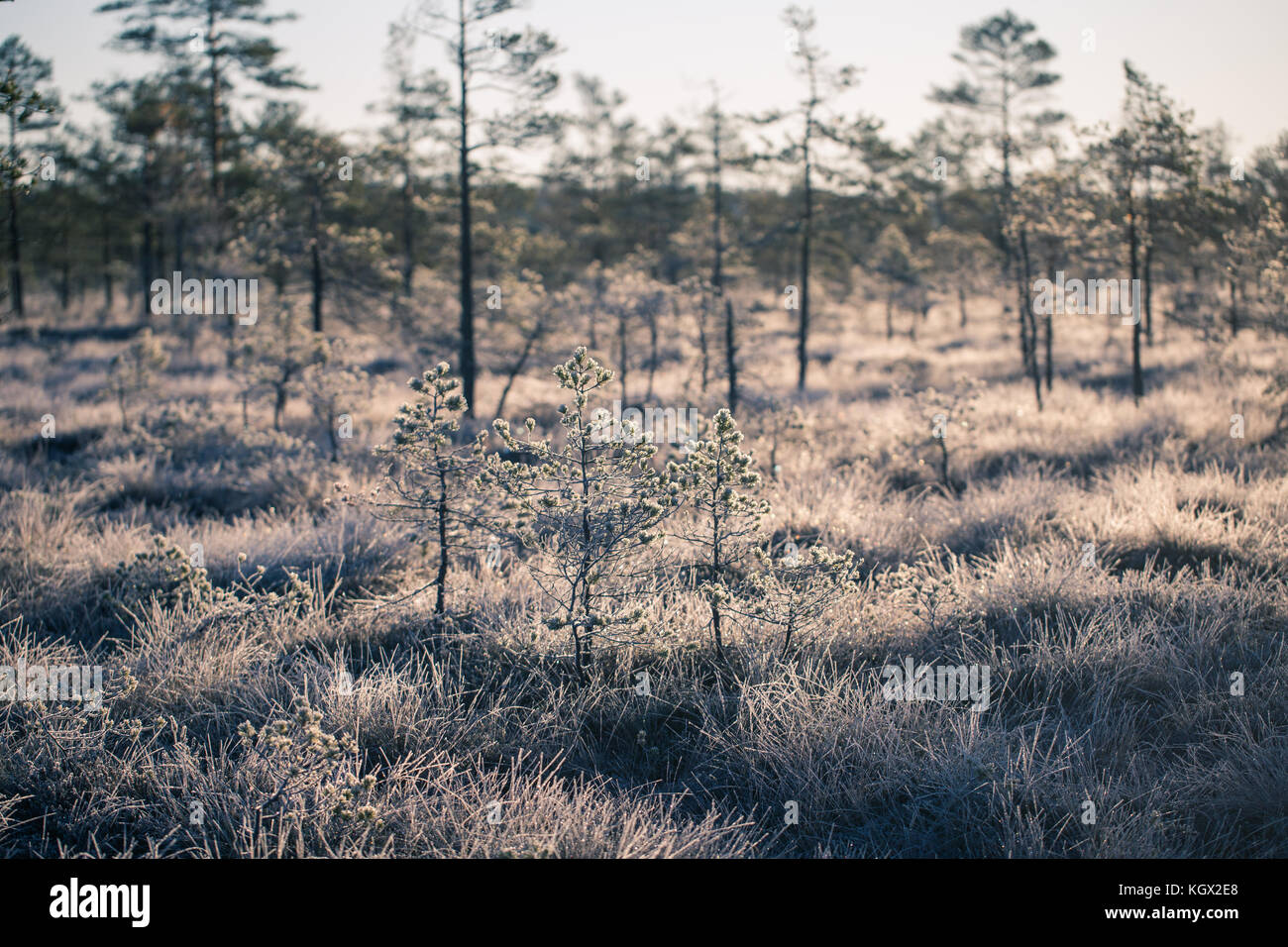 A beautiful morning landscape in a frozen swamp. Bright, colorful ...