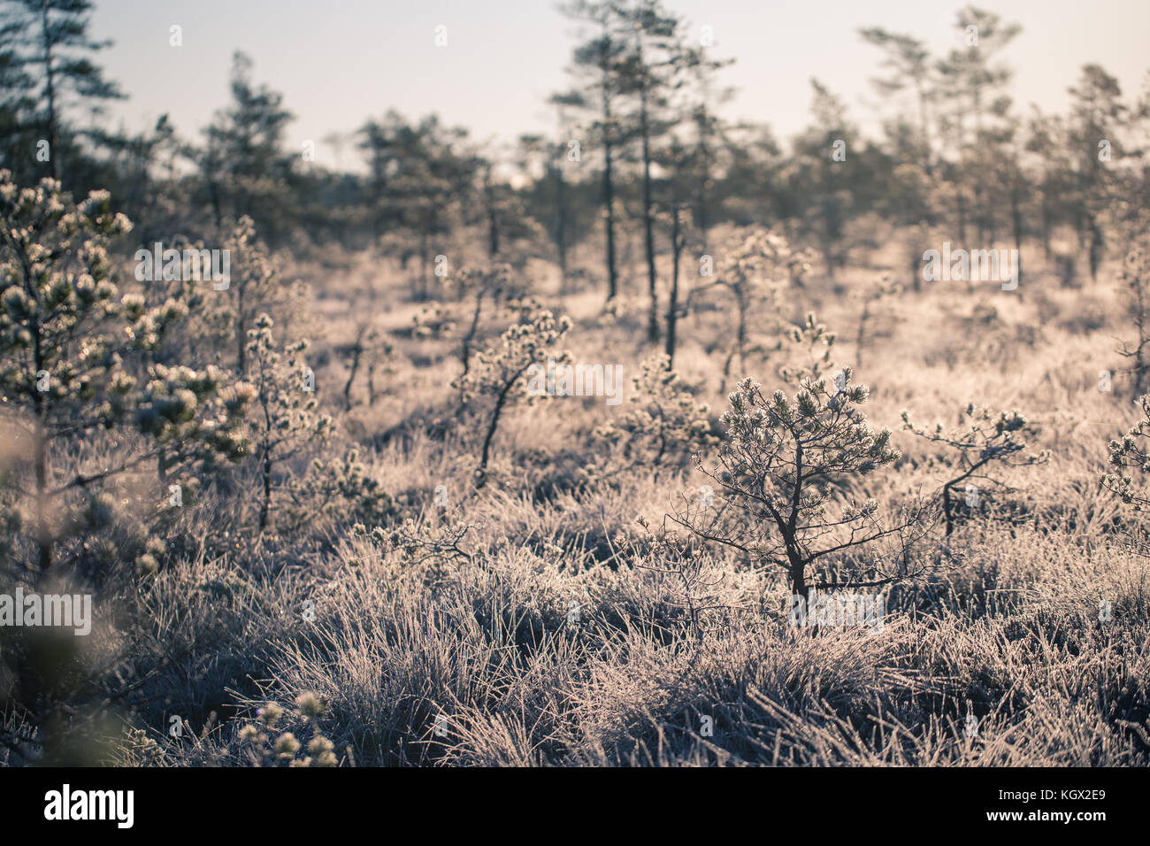 A beautiful morning landscape in a frozen swamp. Bright, colorful ...