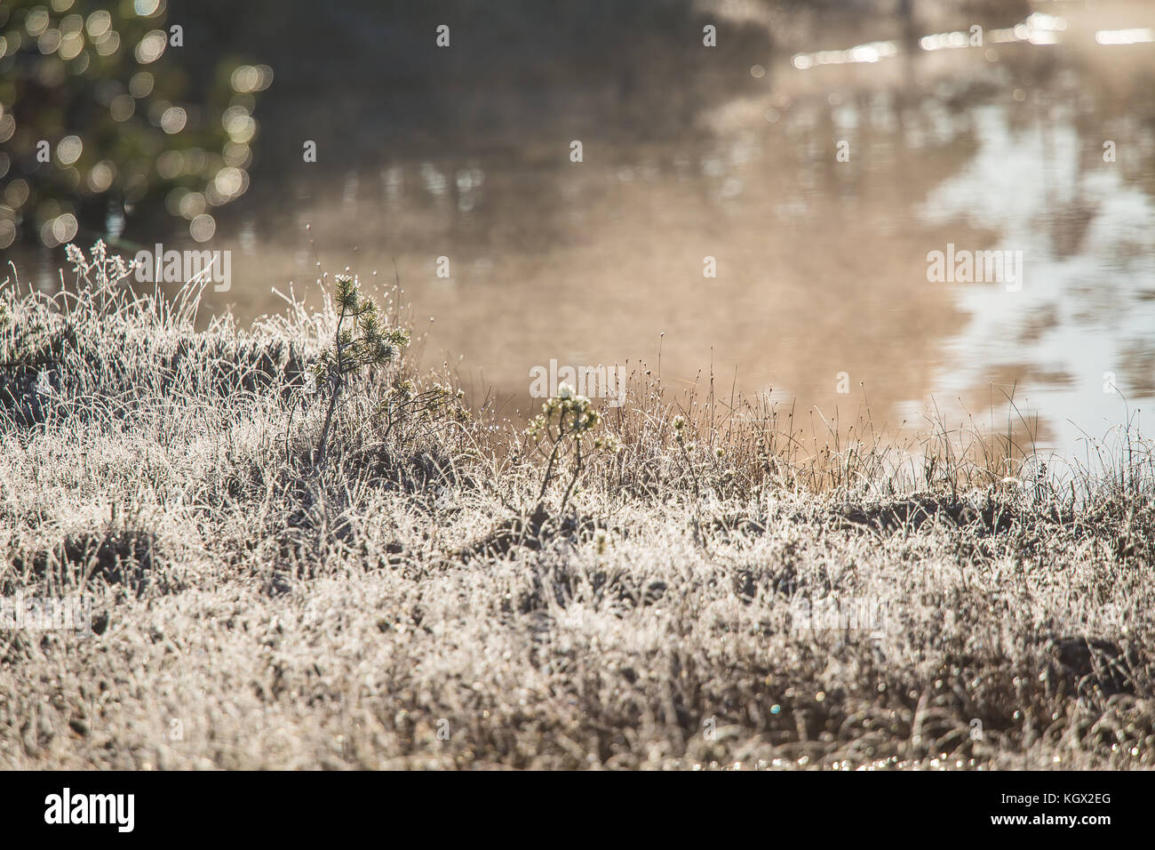 A beautiful morning landscape in a frozen swamp. Bright, colorful ...