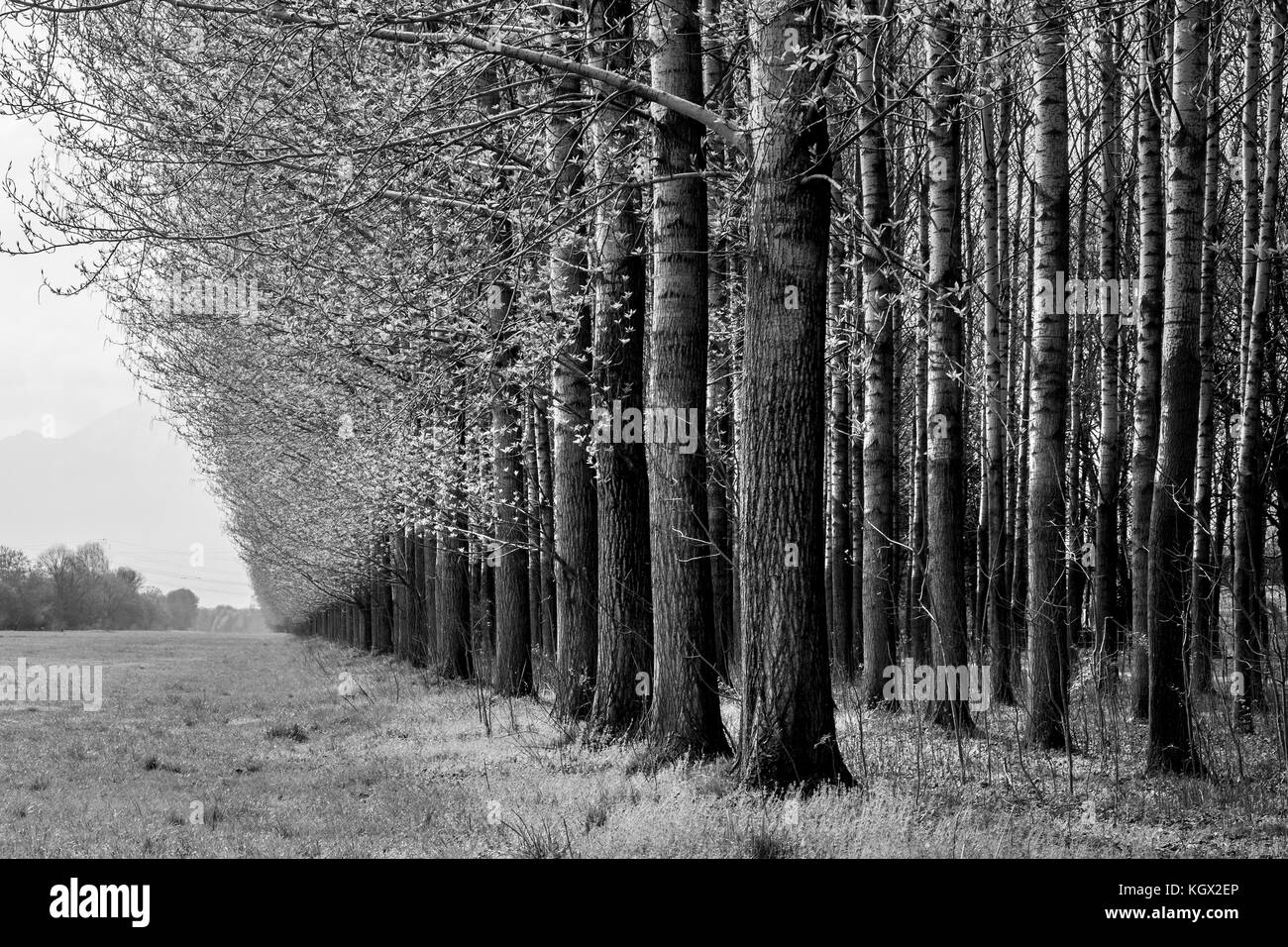 Gudo High Resolution Stock Photography and Images - Alamy