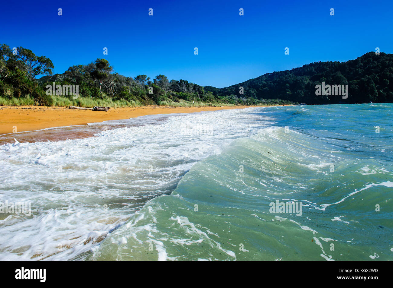 Long sandy beach, Abel Tasman National Park, South Island, New Zealand Stock Photo - Alamy
