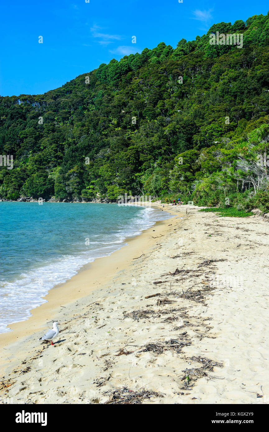 Long sandy beach, Abel Tasman National Park, South Island, New Zealand Stock Photo - Alamy