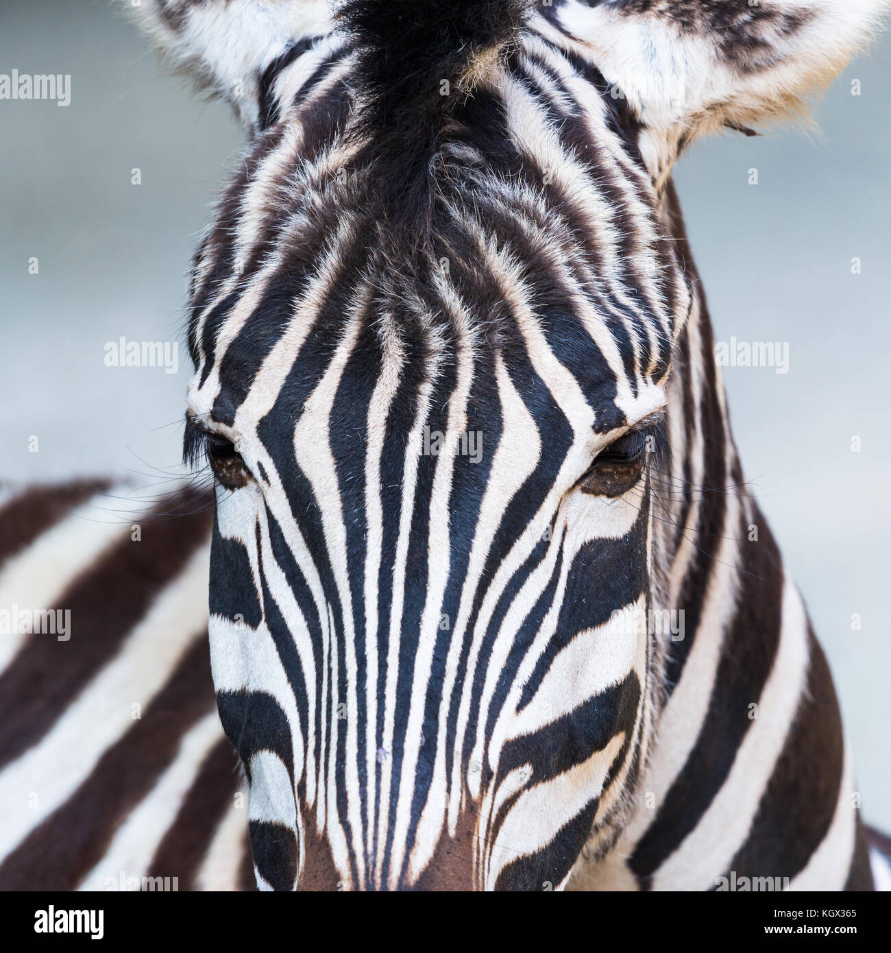 Zebra Head Front View