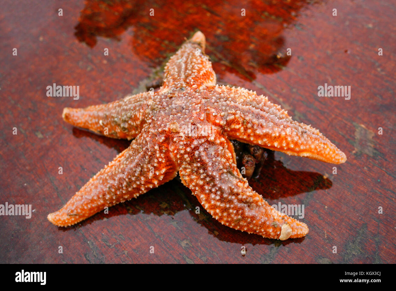 Sea star on fishing boat right after the catch Stock Photo - Alamy