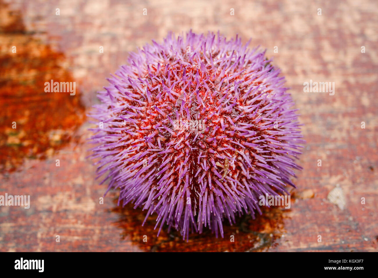 Purple Sea Urchin (Strongylocentrotus purpuratus) caught in Iceland ...