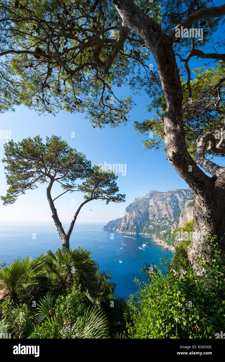 View through pine trees to the iconic cliffs of Capri Island in Italy ...