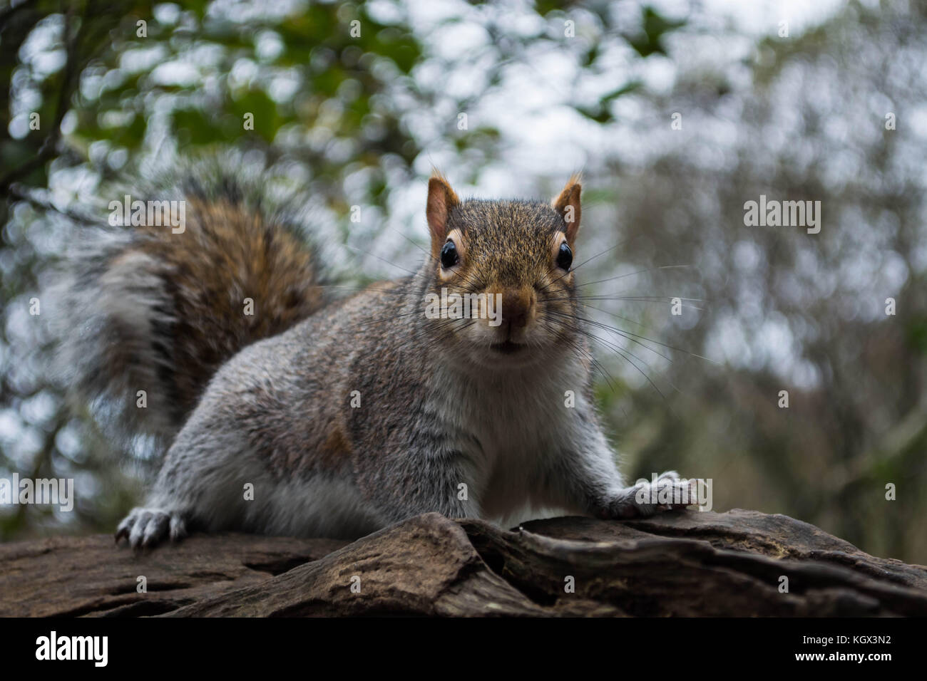 Grey Squirrel in a Forest - Tehidy, Cornwall, UK Stock Photo - Alamy