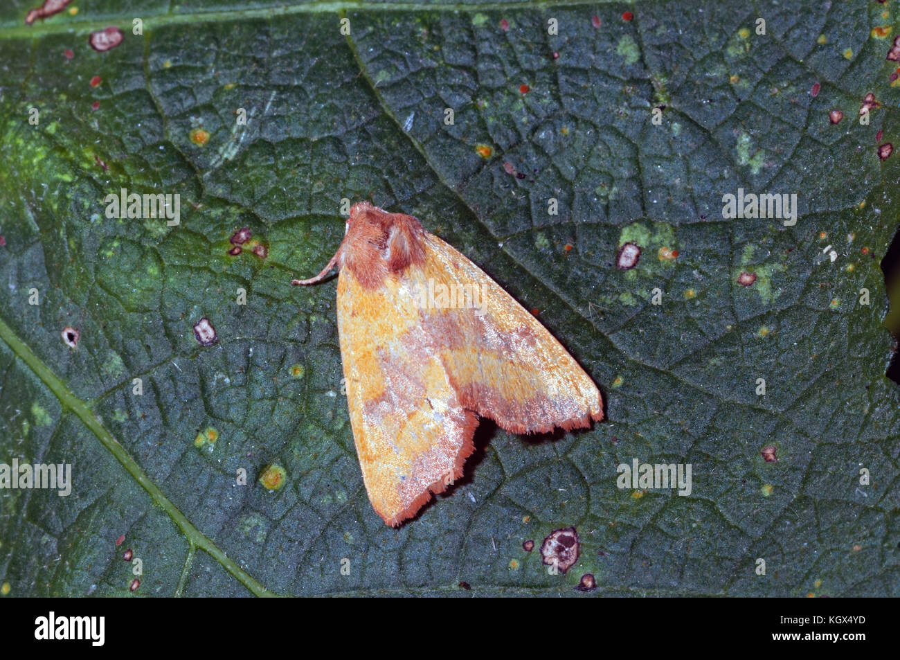 Centre barred sallow moth hi-res stock photography and images - Alamy