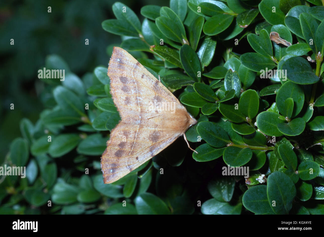 Feathered thorn moth Stock Photo - Alamy