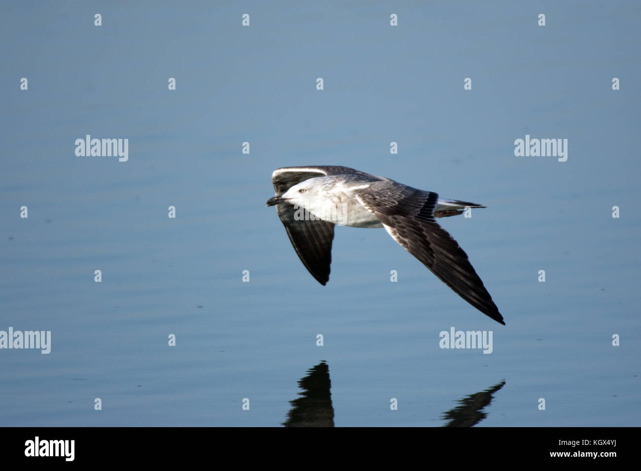Lesser Black-backed gull in flight Stock Photo - Alamy