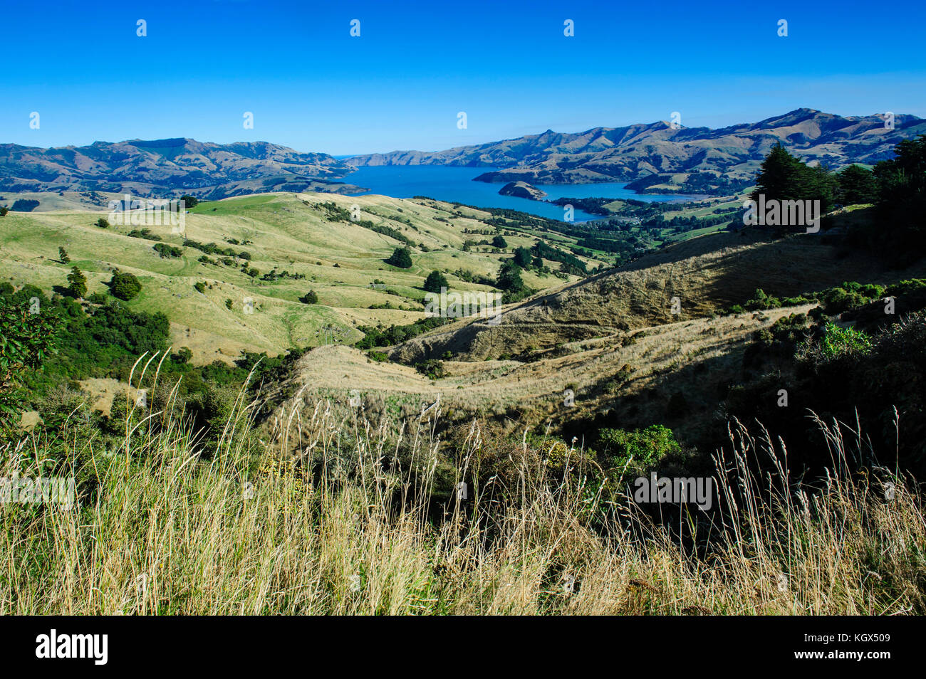 Beautiful scenery around Akaroa harbour, Banks Peninsula, South Island ...