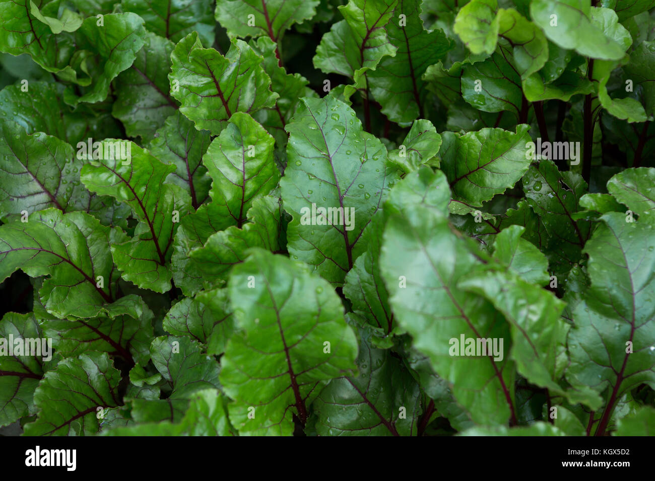 Close-up of fresh leafy vegetables in garden Stock Photo - Alamy