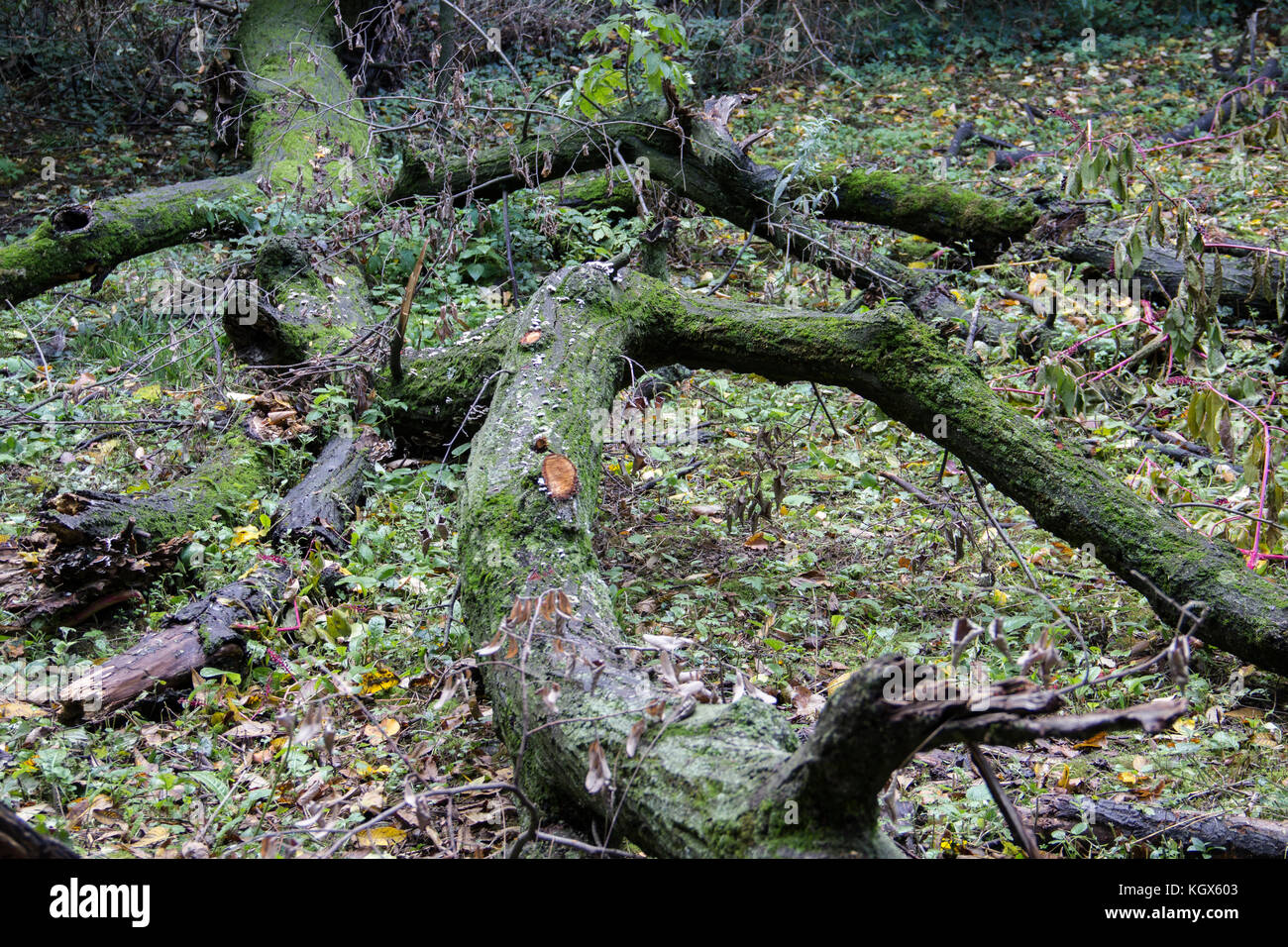 Very old fallen tree hi-res stock photography and images - Alamy
