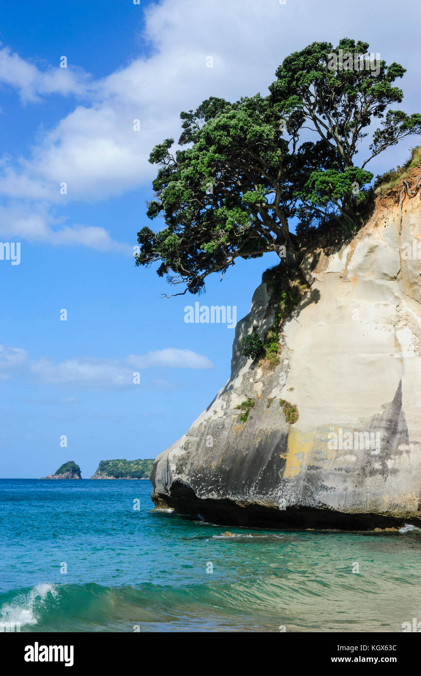 Tree on a huge cliff, Cathedral Cove, Coromandel, North Island, New ...