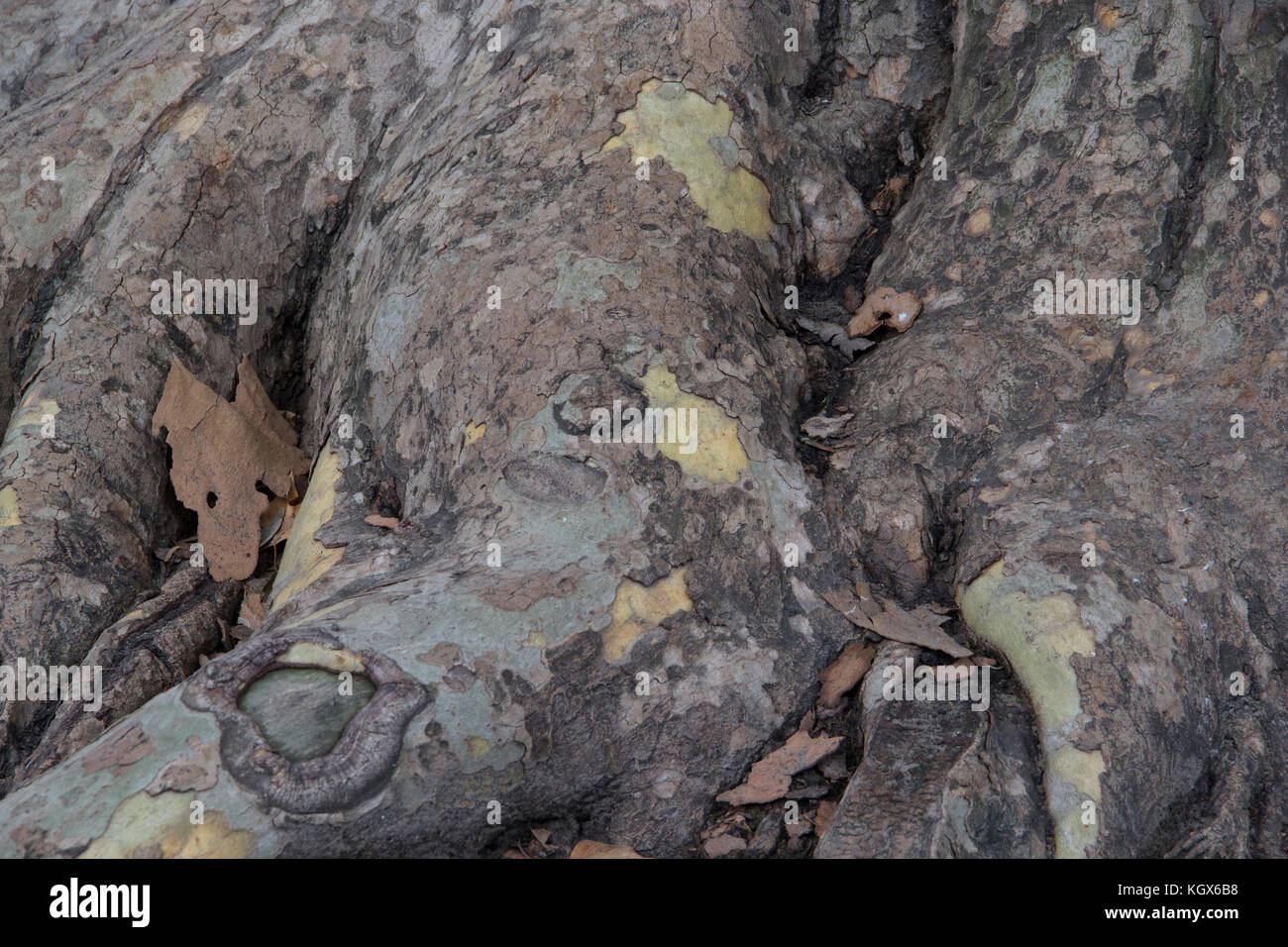 texture of the old tree Stock Photo - Alamy