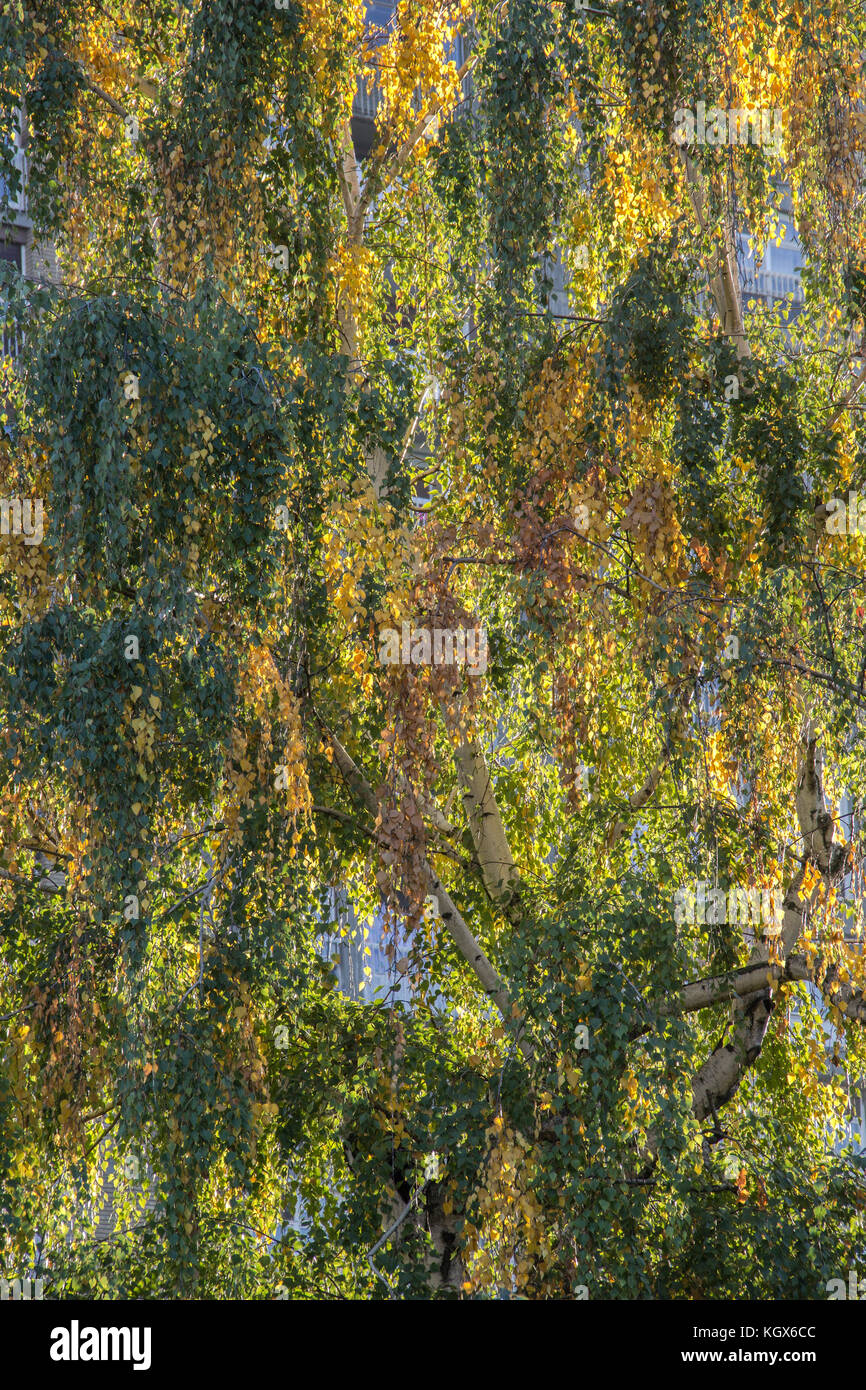 tree top birch in autumn Stock Photo - Alamy