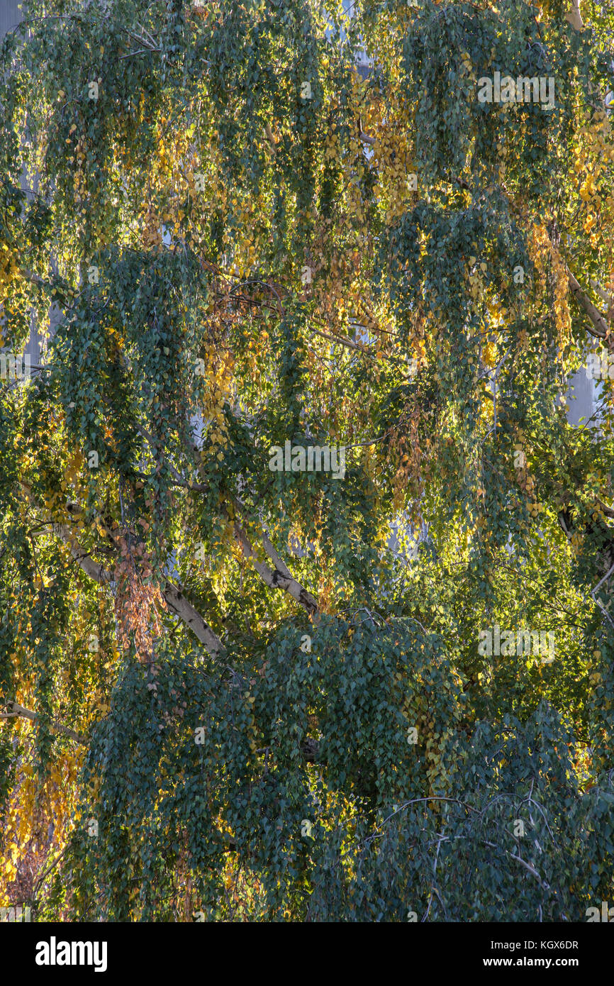 Birch tree vertical hi-res stock photography and images - Alamy