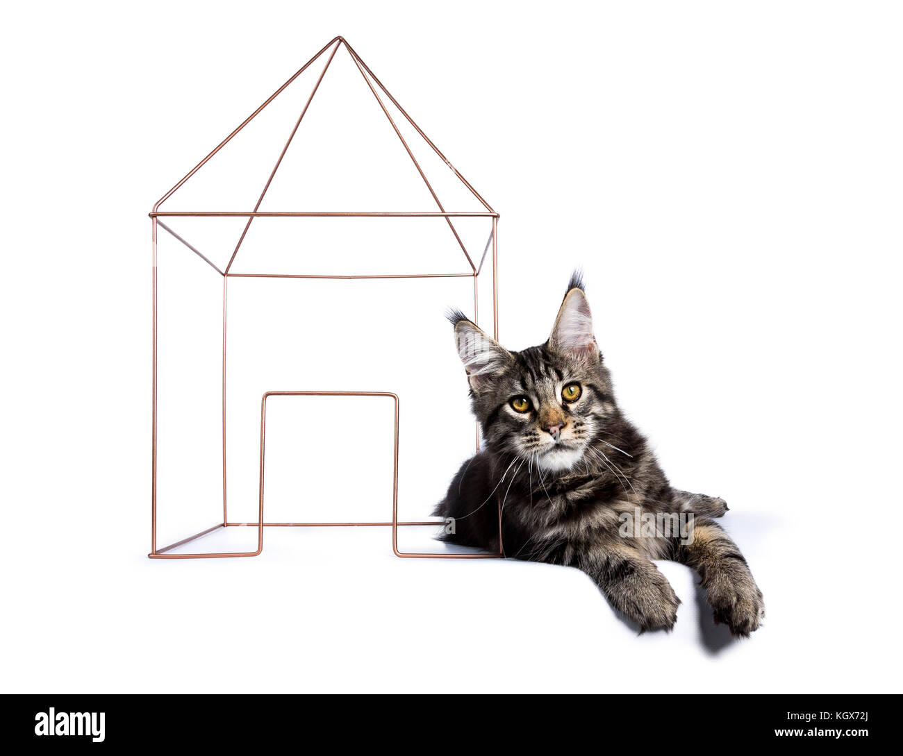 Black tabby maine coon cat kitten laying with a wire house isolated on ...