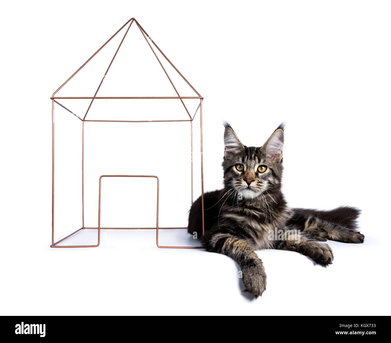 Black tabby maine coon cat kitten laying with a wire house isolated on ...