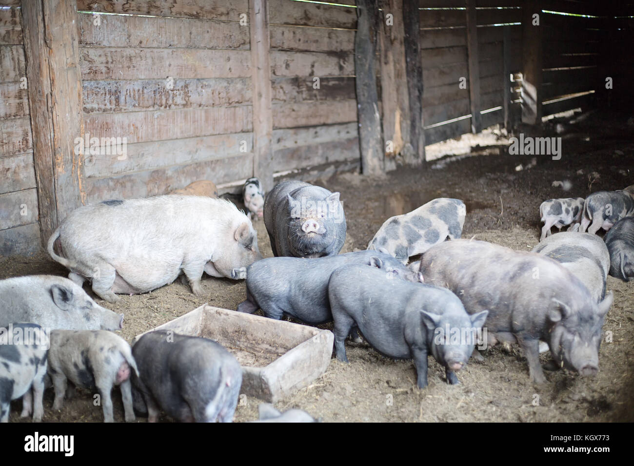 Pigs on the farm inside a shed Stock Photo - Alamy