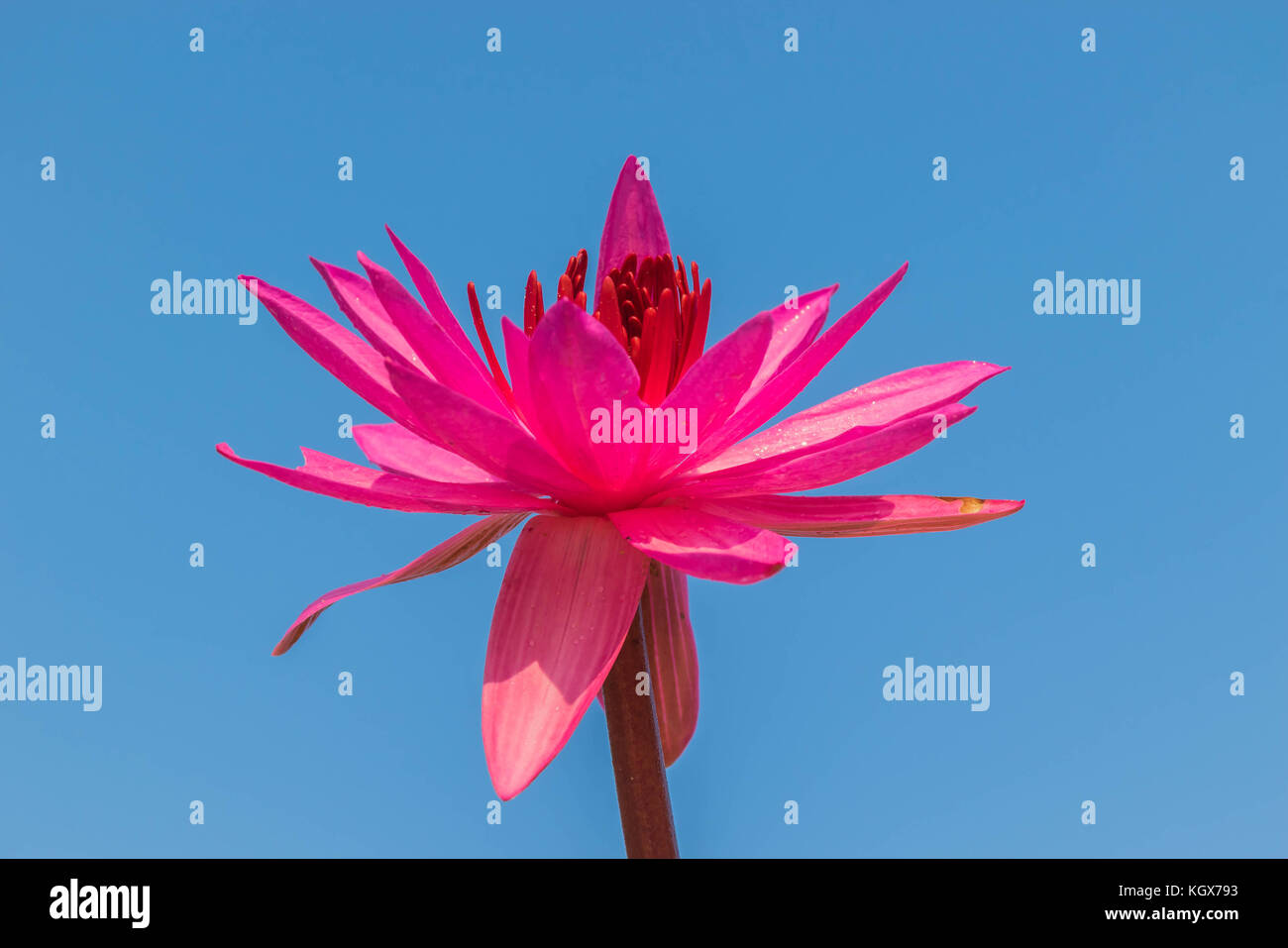 The beautiful red lotus with the beautiful blue sky cloud Stock Photo ...