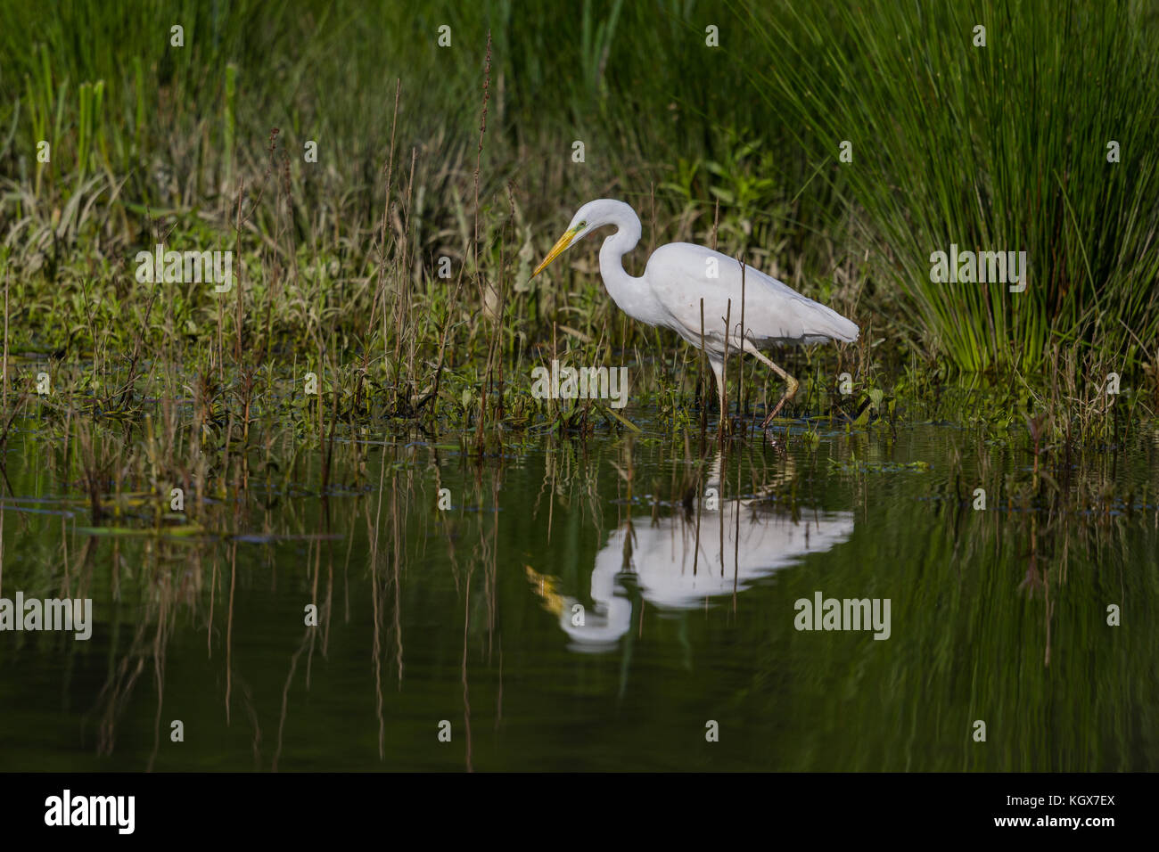 natural great white egret (egretta alba) wading through water at bank ...