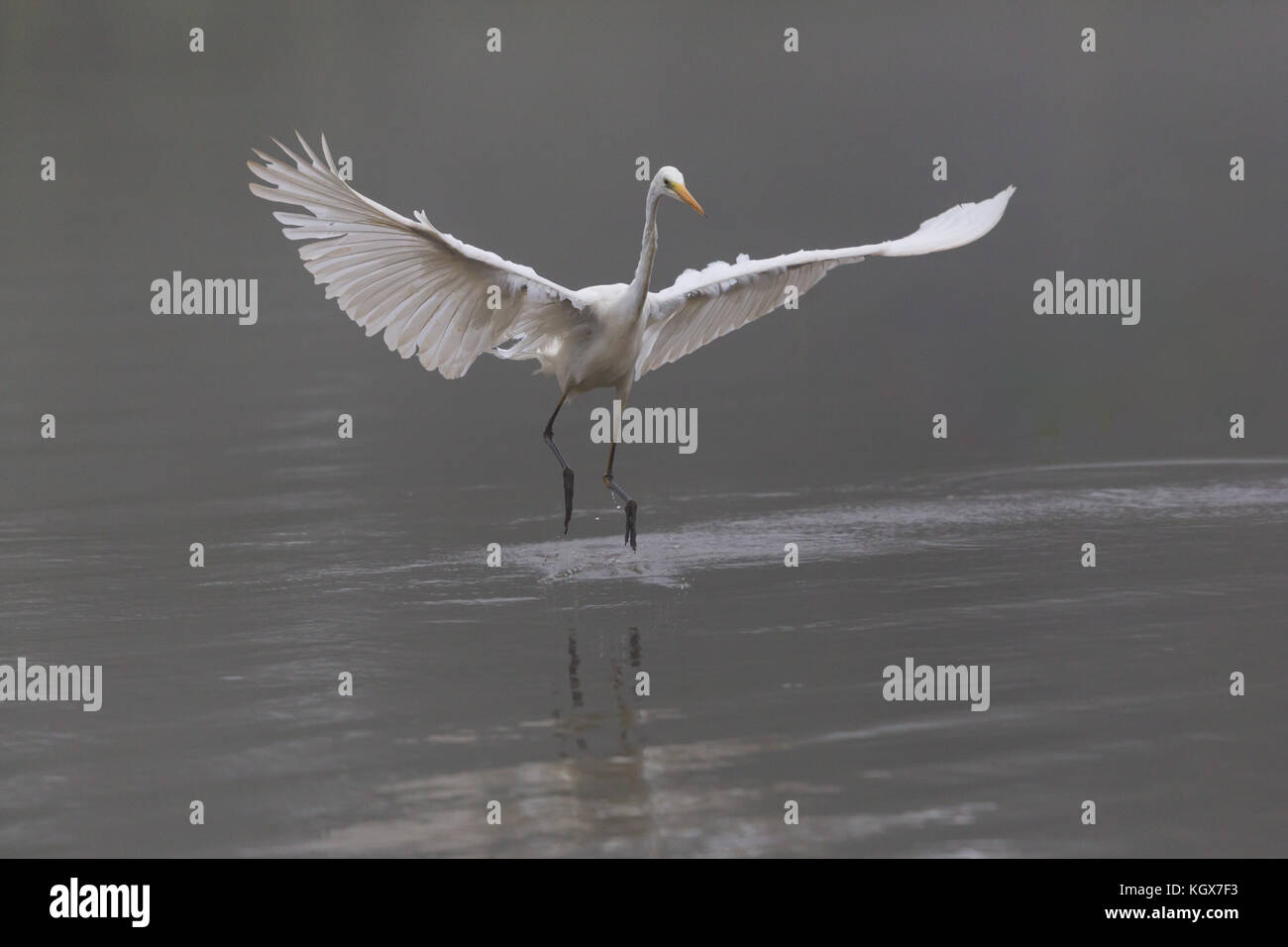 landing natural great white egret (egretta alba) in mist on water Stock ...