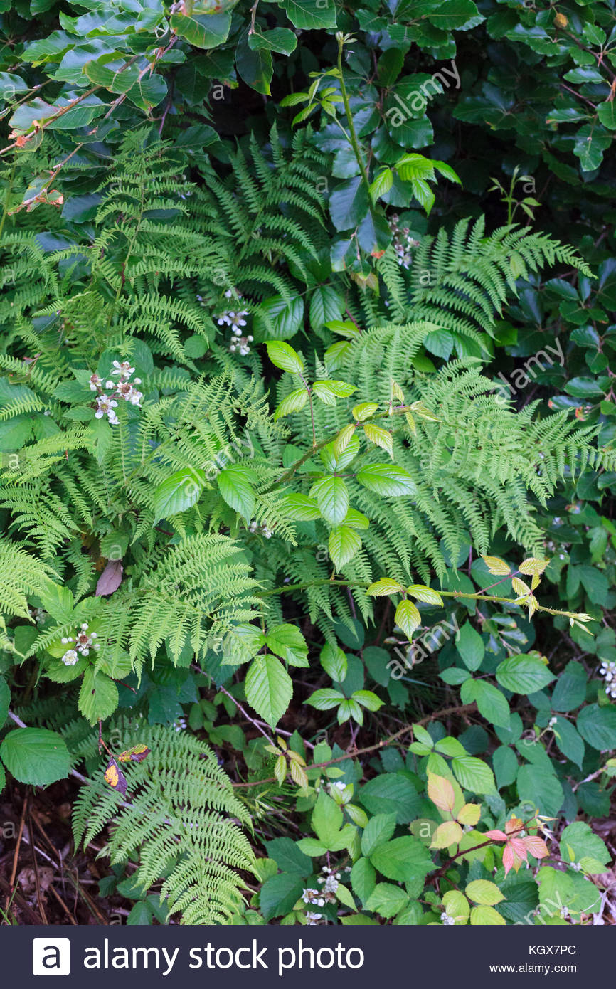 Roadside Plants High Resolution Stock Photography and Images - Alamy