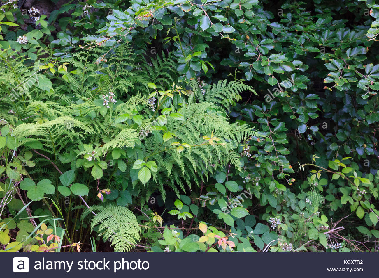 Roadside Plants High Resolution Stock Photography and Images - Alamy