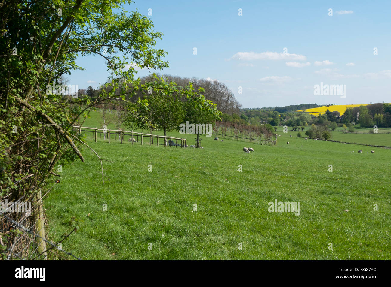 Countryside along Swin Lane between Swinbrook and Asthall, Oxfordshire ...