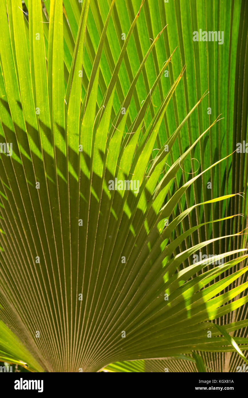 The Seychelles, La Digue, La Passe, patterns formed by light through ...