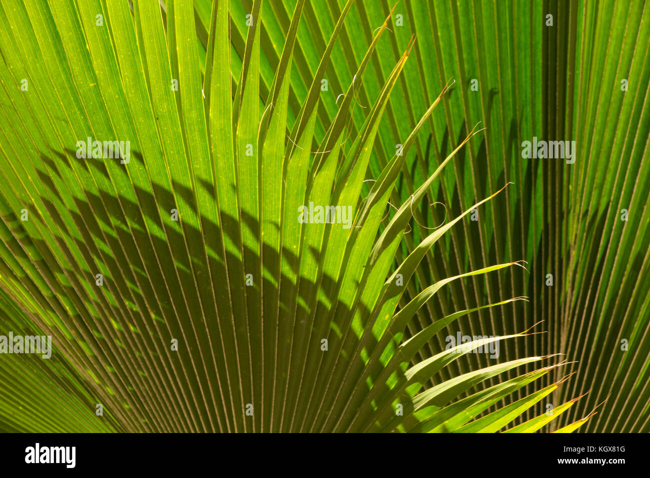 The Seychelles, La Digue, La Passe, patterns formed by light through ...