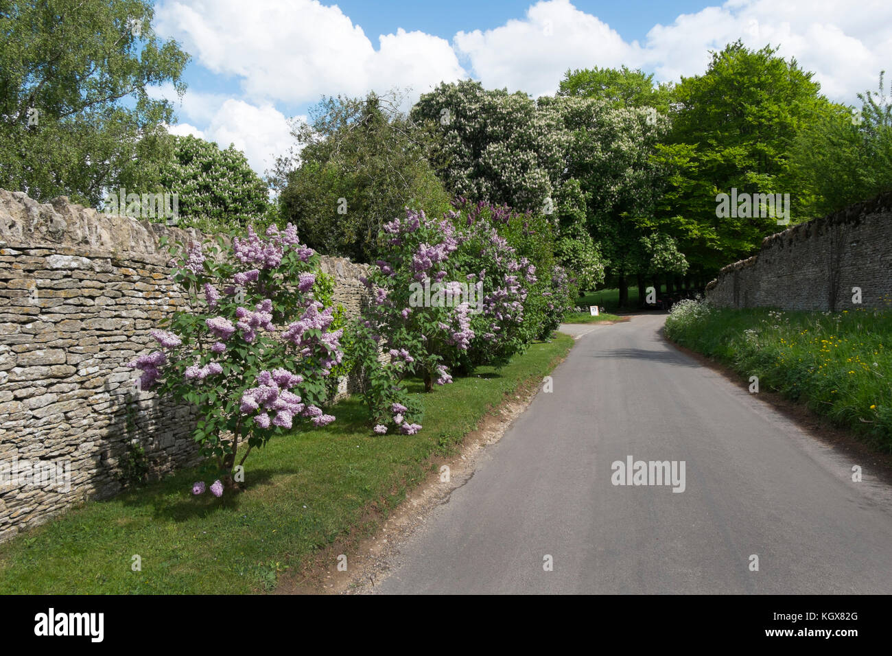 Llilac bushes growing along the grass verge outside Asthall Manor in ...