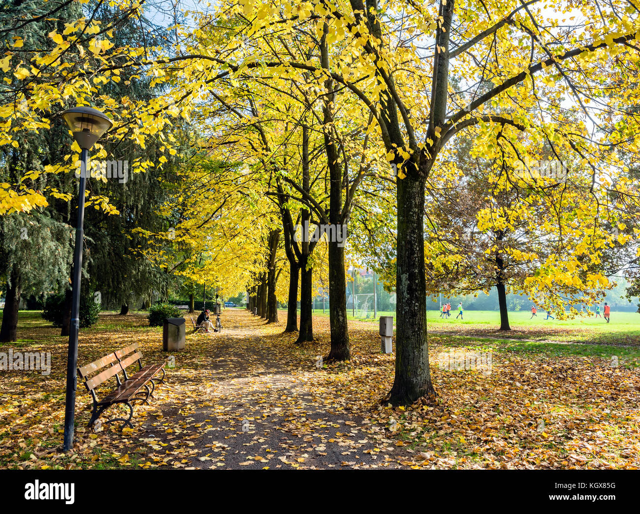 fall foliage in public park in Cavriago, Italy Stock Photo - Alamy