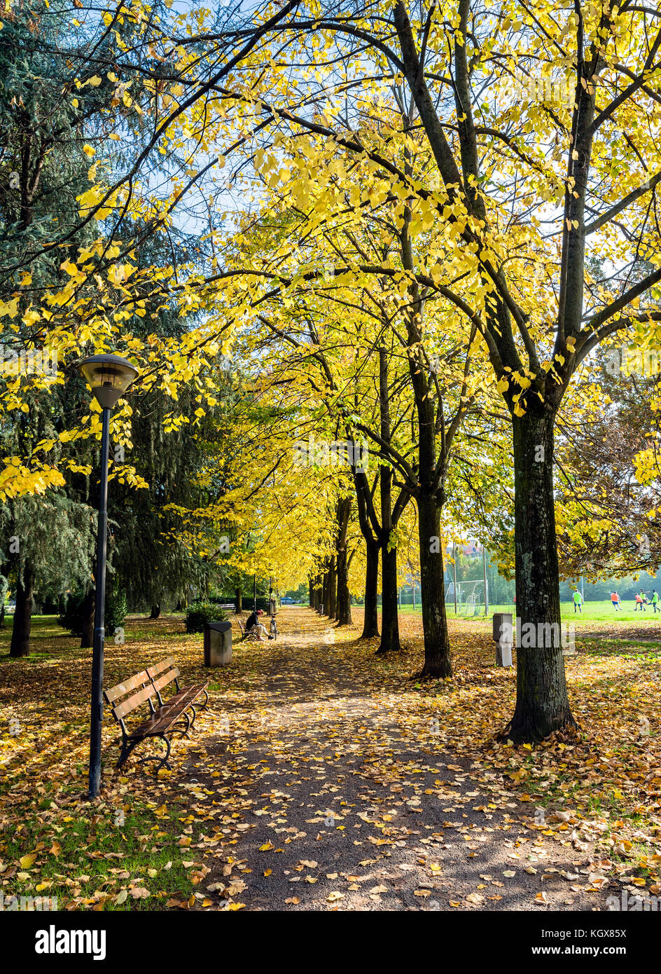 fall foliage in public park in Cavriago, Italy Stock Photo - Alamy