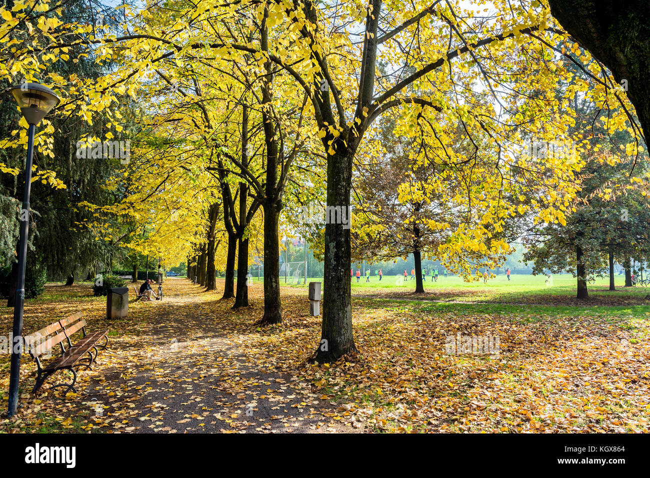 fall foliage in public park in Cavriago, Italy Stock Photo - Alamy