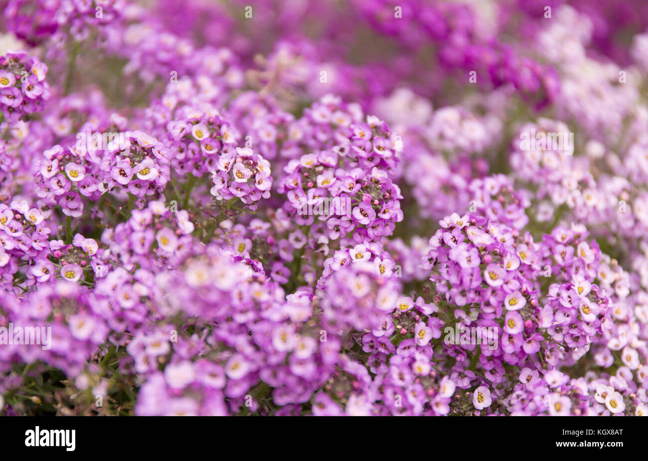 Purple summer flower fields. Floral blur background Stock Photo - Alamy