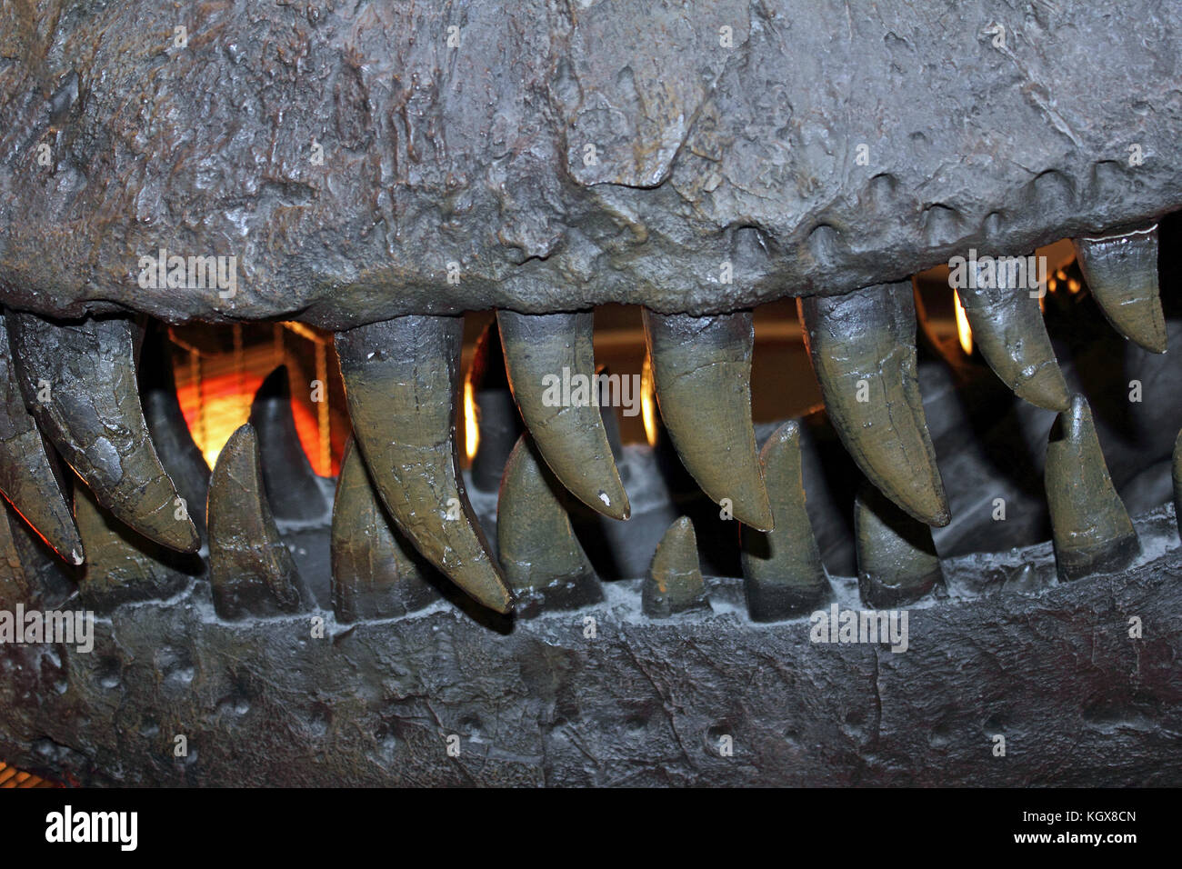 The teeth in the mouth of a T. Rex dinosaur skeleton fossil Stock Photo ...