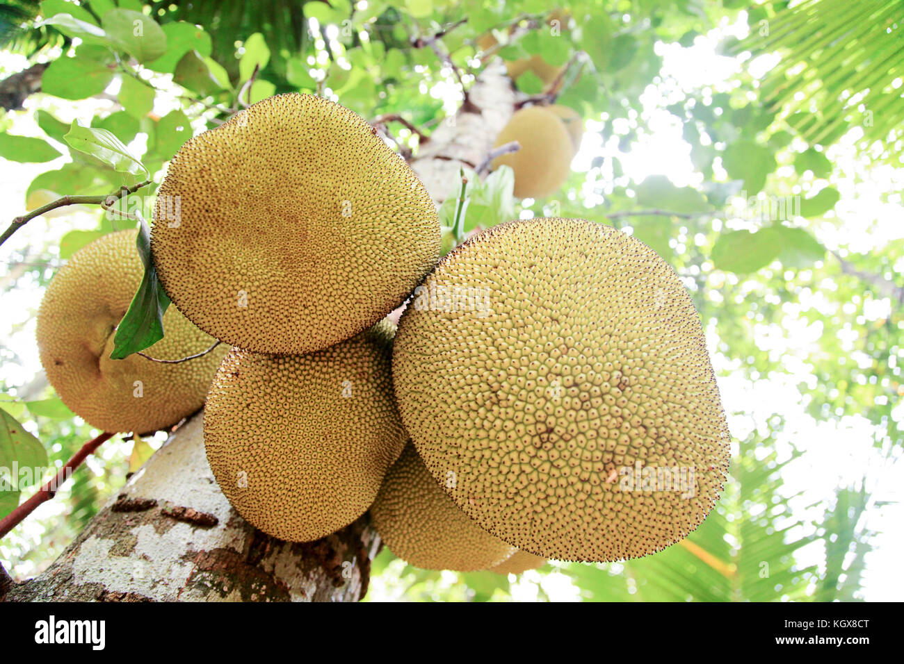 Sri lanka jackfruit hi-res stock photography and images - Alamy