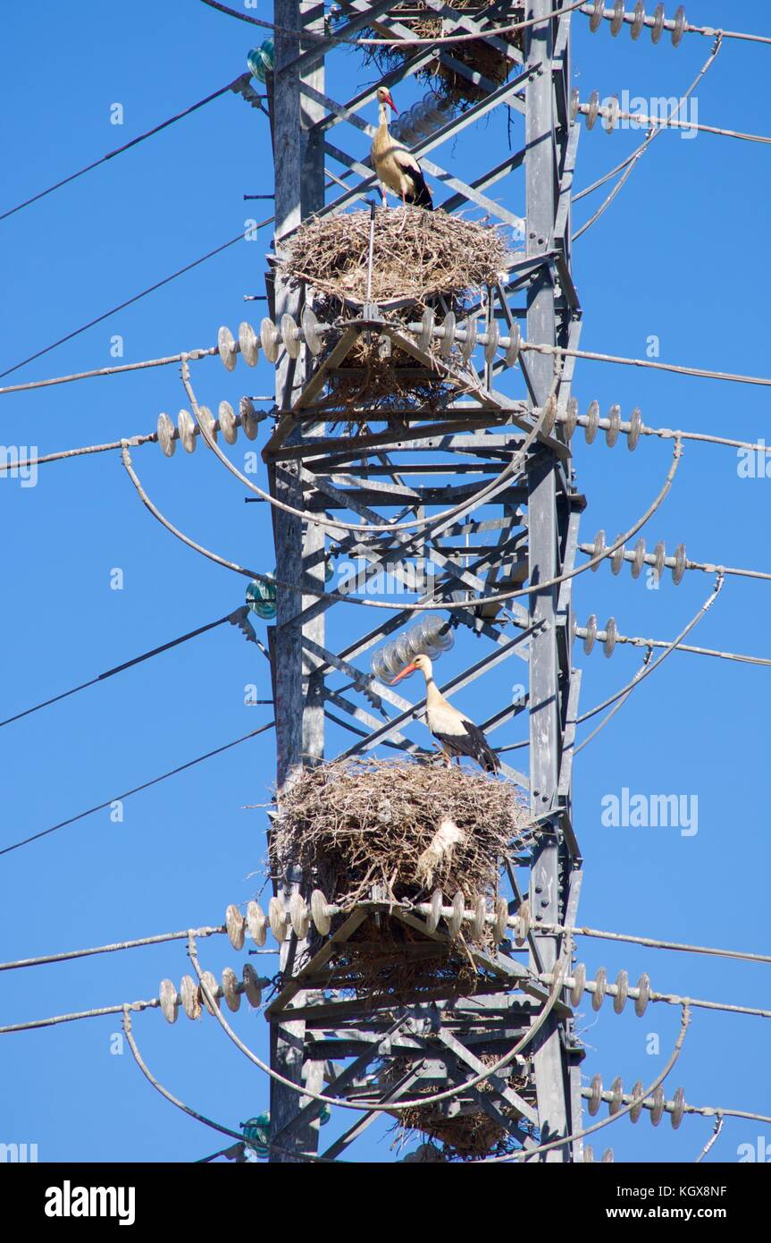 White stork electric lines hi-res stock photography and images - Alamy