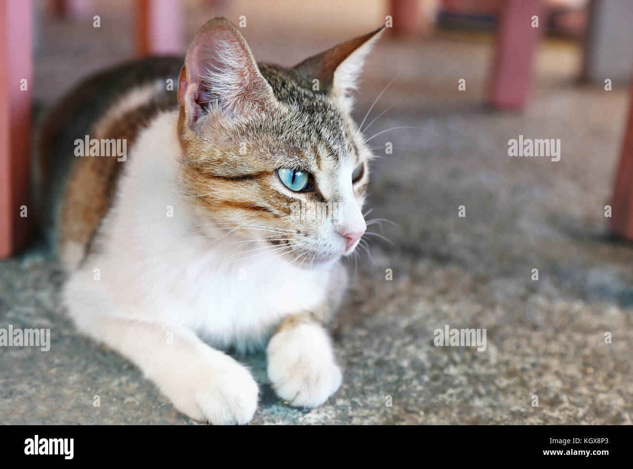 beautiful cat profile with blue eyes Stock Photo - Alamy