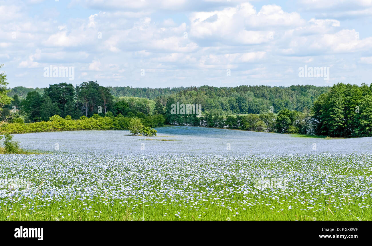 Flax field in bloom in the countryside outside Finspång during summer ...