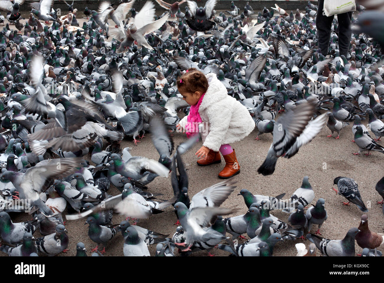 Small girl catching pigeons in Plaza Catalunya, Barcelona, Spain Stock ...